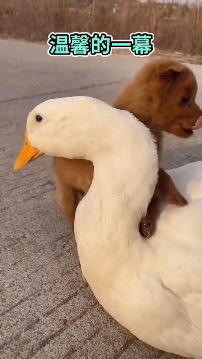 My pets - YouTube