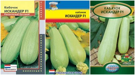 кабачок искандер: описание сорта, фото, отзывы огородников