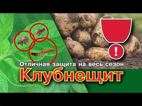 Клубнещит — надежная защита! - YouTube