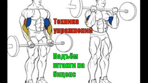Подъём штанги на Бицепс для накачки рук - YouTube