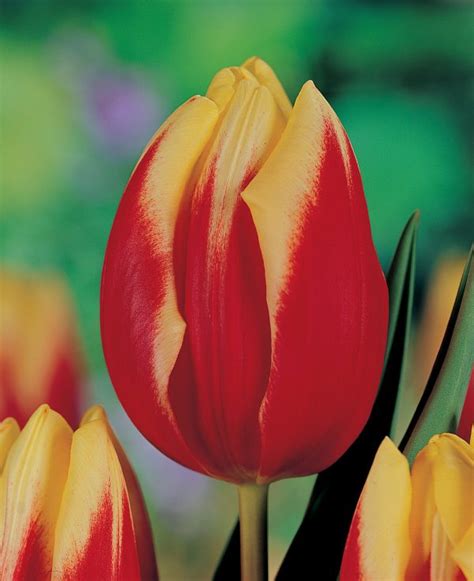 Jan Seignette - Triumph tulip - P. Aker Flower bulbs and Seeds