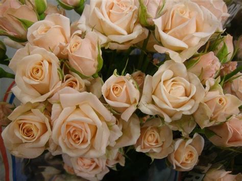Roos tr Jana | Wedding flowers, Rose, Flowers