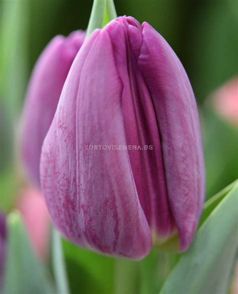 Лале /Tulip Bullit/ 11/12 | Лалета | SortoviSemena.BG