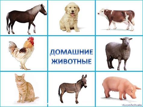 Обобщение | Kids education, Preschool activities, Animals