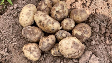 How to Control and Prevent Potato Scab