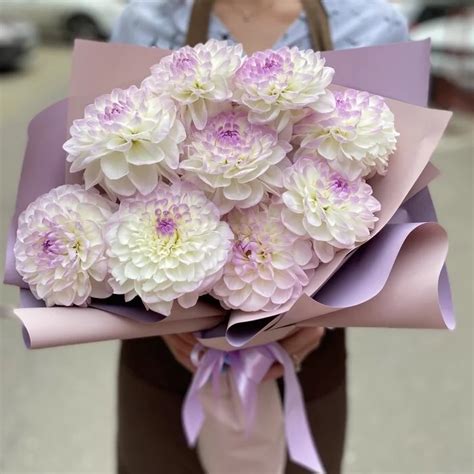 Купить георгины в Москве недорого, заказать букет в AlohaFlowers
