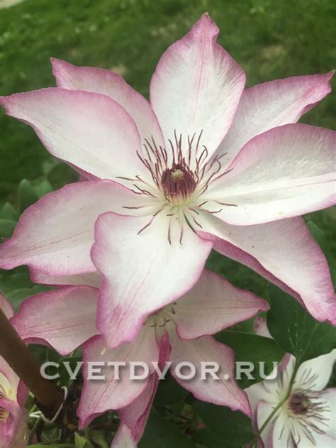 Клематис Омоширо ‘Omoshiro’ -самый привлекательный сорт перламутрового ...