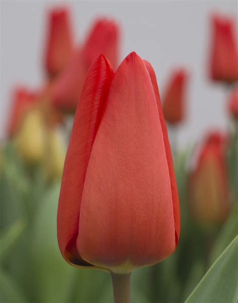 Lalibela® - Tulip - Nevada