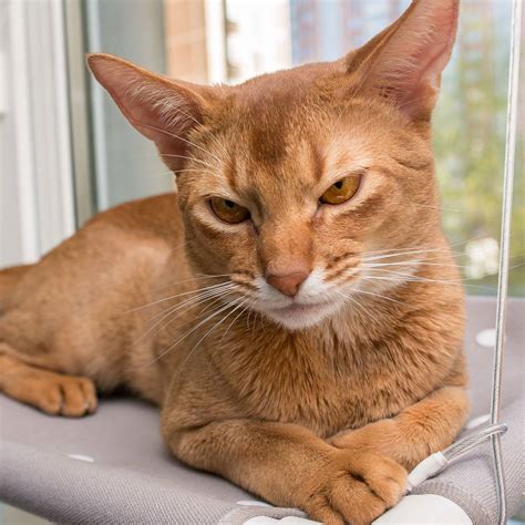 Оконный гамак для кошек GLACAT