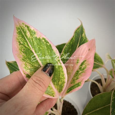 aglaonema Pink Aurora - exoticplantshop.org