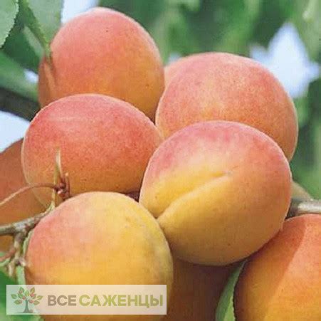 Цена на Абрикос Харкот - купить саженцы