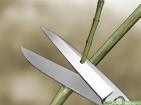 How to Take Cuttings: 15 Steps (with Pictures) - wikiHow Life
