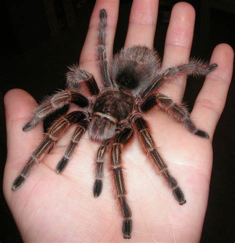 Amazing Tarantula spider - Giant Tarantula Facts, Photos, Information ...