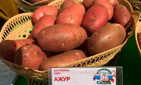 Картофель Ажур: описание сорта, фото, отзывы, характеристика