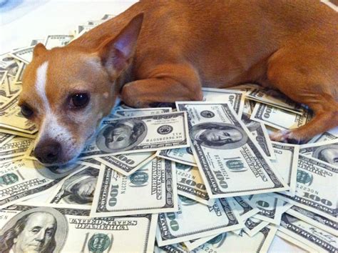10 Ways to Save Money on Pet Expenses