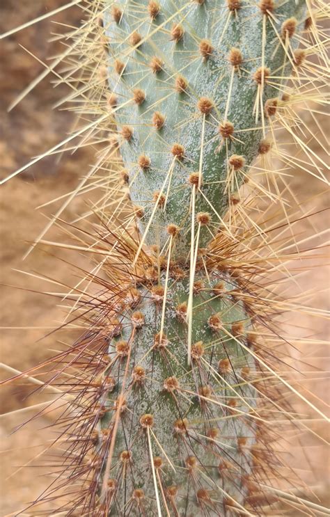 Opuntia galapageia (Opuntia echios) – Kakteen Matk