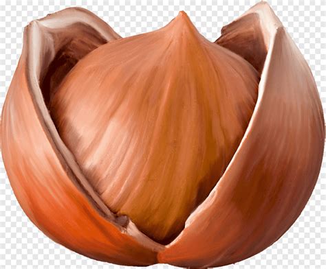 Орехи фундука, фундук, орехи, другие png | PNGEgg
