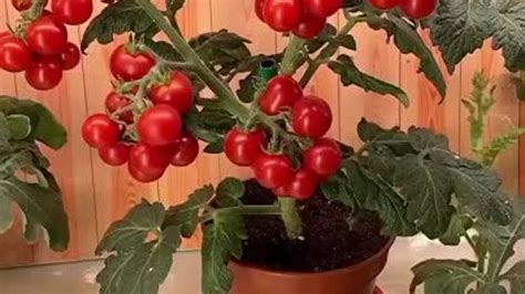 Один раз брали Балконное чудо. Очень понравилось. Вкусно, компактно ...