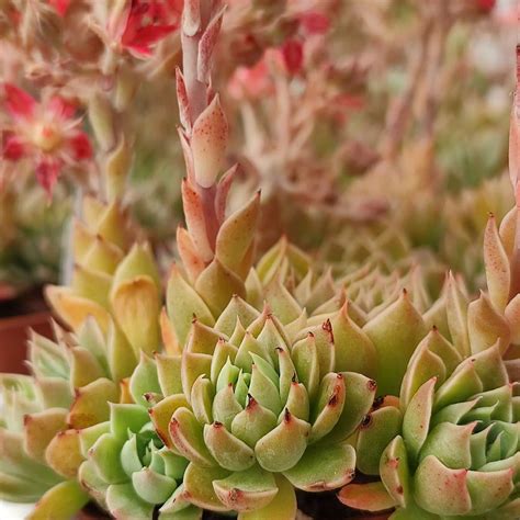 Graptopetalum altair - Giromagi Cactus and Succulents