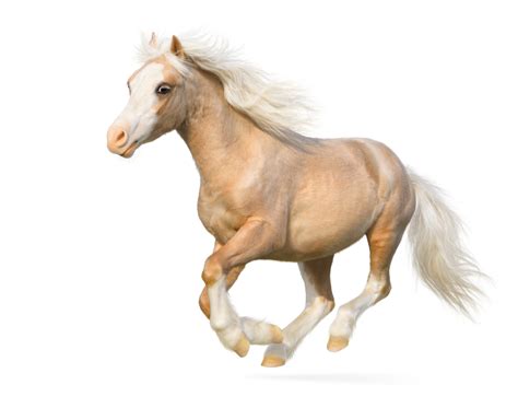 Das Welshpony - Pferderassen auf Pferde.in