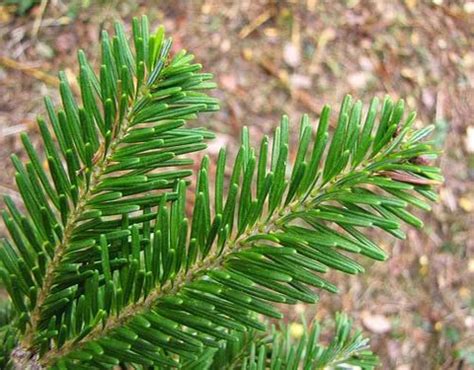 Пихта почкочешуйная (пихта белокорая) Abies nephrolepis (Trautv.) Maxim.