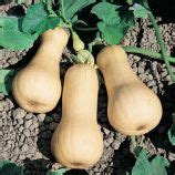 Тыква Лунга Пиена ди Наполи - Hortus семена купить в интернет-магазине ...