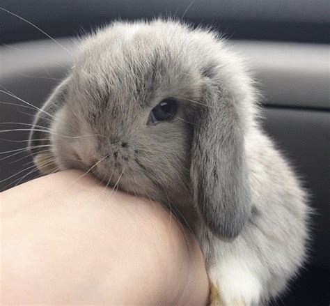 Welcome To The Bunnies World!