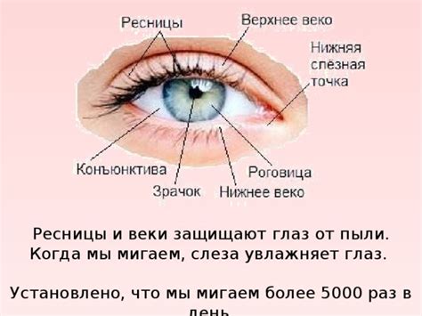Презентация 4 класс Окна в окружающий мир - начальные классы, презентации