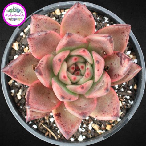 Echeveria agavoides 'Romeo' | Mudgee Succulents - Online Succulent Shop