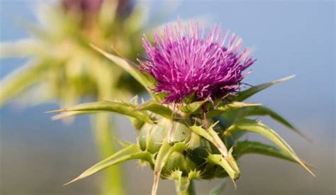 Milk Thistle | Milk Thistle Benefits | LiverSupport.com