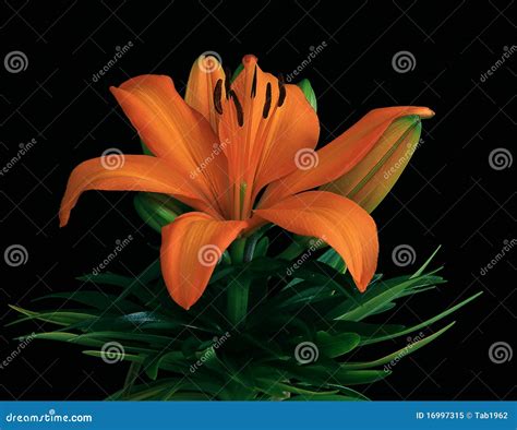 Eye of the Tiger stock image. Image of spring, lilium - 16997315