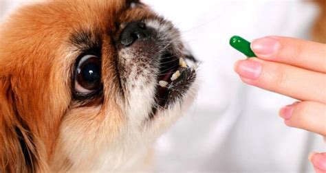 Amoxiclav Hund: Einnahme, Nebenwirkungen & Dosierung