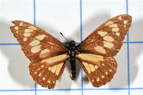 Baronia - Facts, Diet, Habitat & Pictures on Animalia.bio