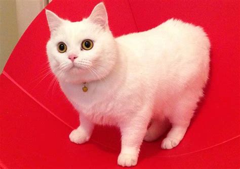 Кимрик (Сymric cat) | Мур ТВ