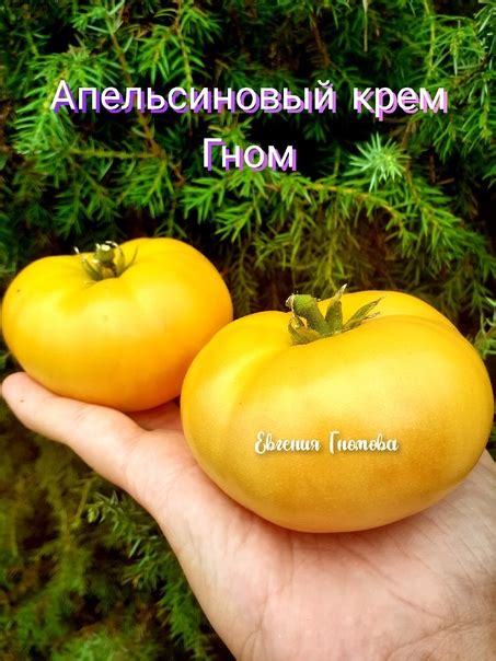 Томат Гном-АПЕЛЬСИНОВЫЙ КРЕМ Dwarf Orange Cream Этот красавец серии ...
