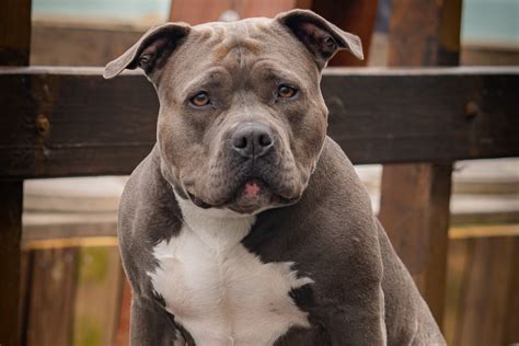Pitbull zerfleischt Kind (12): Mutter lässt ihn sofort einschläfern