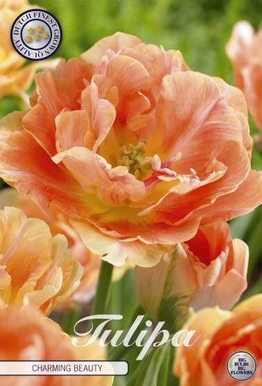 Orange Tulip Bulbs - Charming Beauty