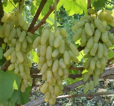 Сорт винограда Дамские пальчики: посадка, уход, советы, отзывы