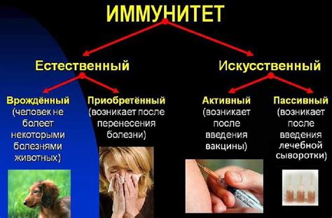 Иммунитет - интересные факты