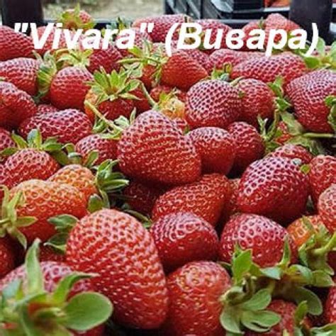 Купить рассаду, саженцы ремонтантной клубники в Минске, Беларуси ...