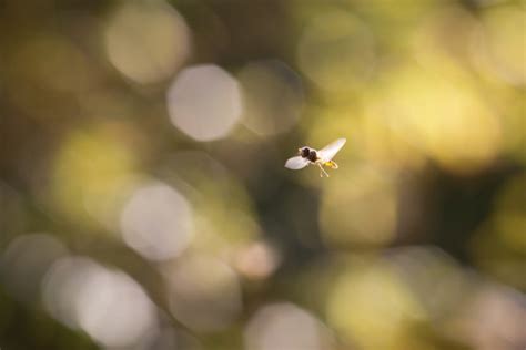 40 Beautiful Examples of Bokeh Photography - The Photo Argus