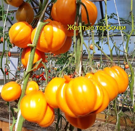 Томат Желтые торбочки: описание сорта, отзывы, фото | tomatland.ru