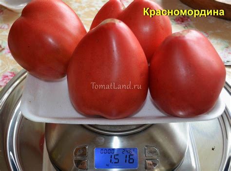 Томат Красномордина: описание сорта, отзывы, фото