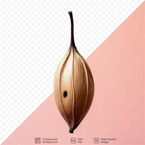 Семена cerbera oddloam на прозрачном фоне, также известные как семена ...