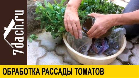 Обработка рассады томатов перед высаживанием - 7 дач - YouTube