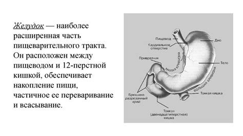 Желудок - презентация онлайн