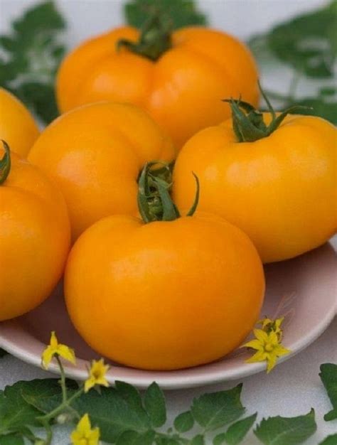 Томат Непасынкующийся Янтарный (УД) 20шт. цв.п. купить семена по ...