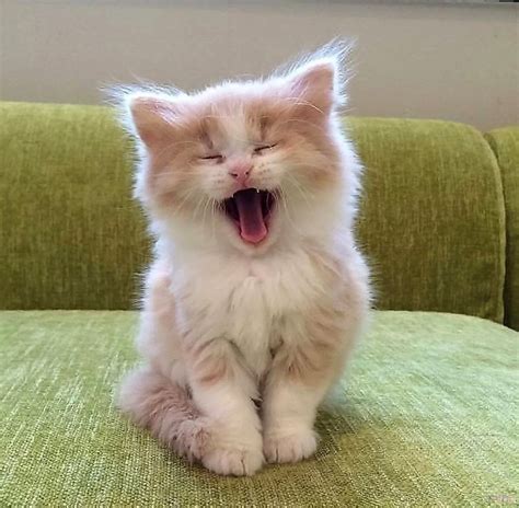 Милые и смешные котики - 74 фото