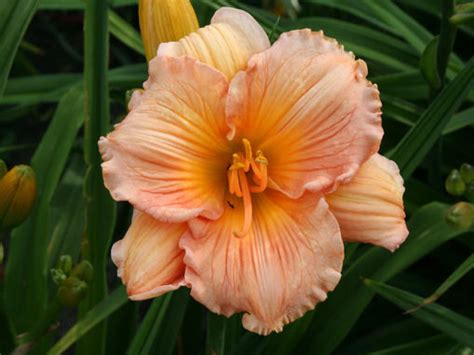 Hemerocallis - Kayleigh Ann : Iris en Hemerocallis kwekerij Joosten ...