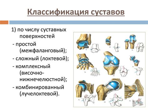Костная система. Кость, как орган. Классификация костей. Классификация ...